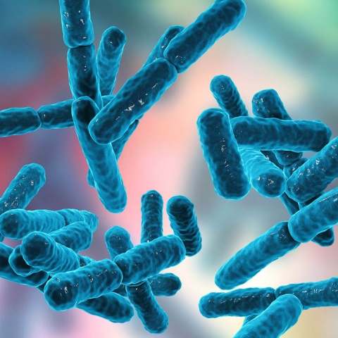 Bacillus trong nuôi trồng thủy sản | men vi sinh đơn dòng